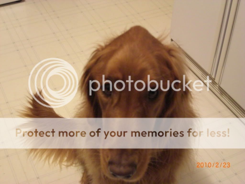 Masticatory muscle myositis | Golden Retriever Dog Forums