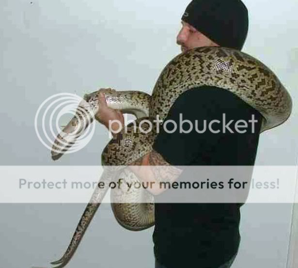 BIG Granite Burmese Python :o) | Reptile Forums