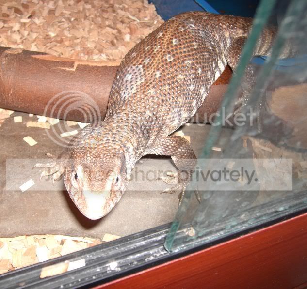 W Midlands - bosc monitor | Reptile Forums