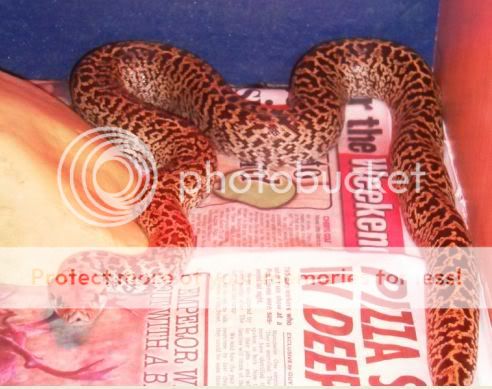 BIG Granite Burmese Python :o) | Reptile Forums