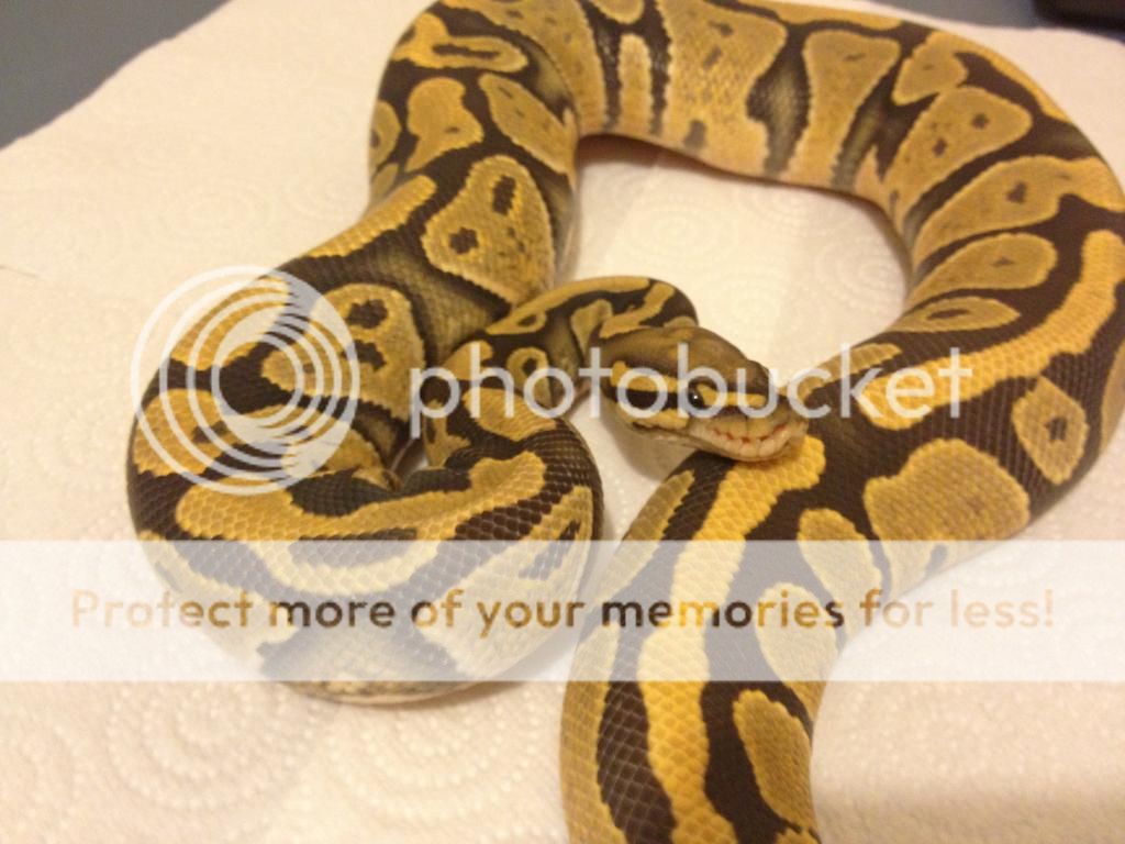 Royal Python Morph Thread (FAO Bladeblaster) | Reptile Forums